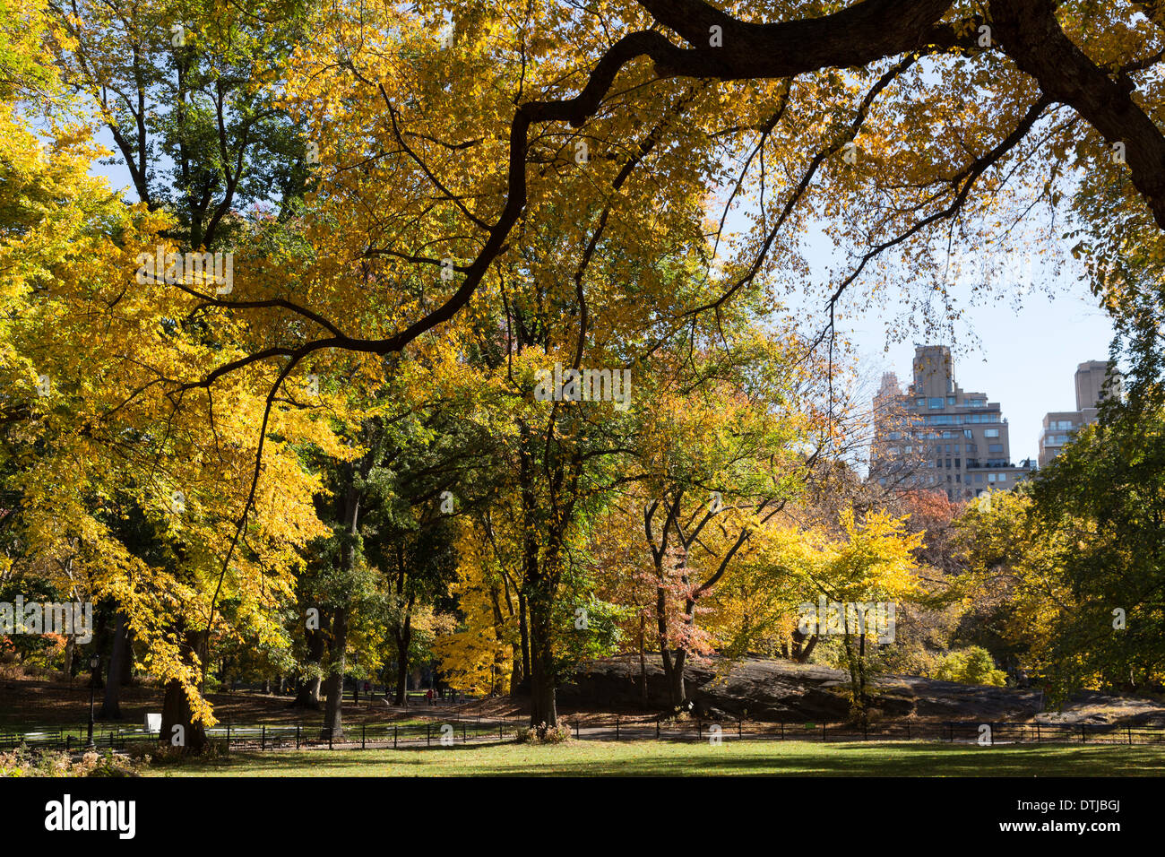 Autumn Trees and Foliage in Central Park, NYC Stock Photo - Alamy