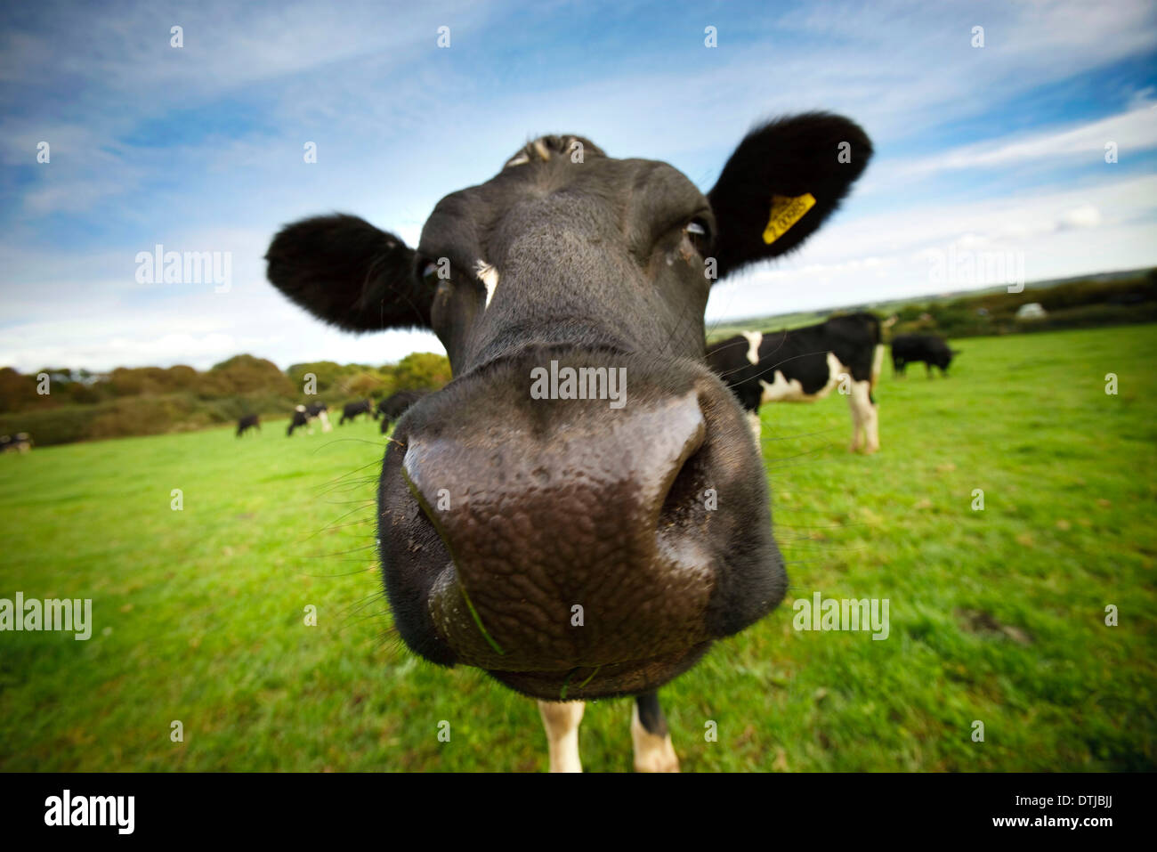 A COW IN THE SUMMER SUN Stock Photo - Alamy