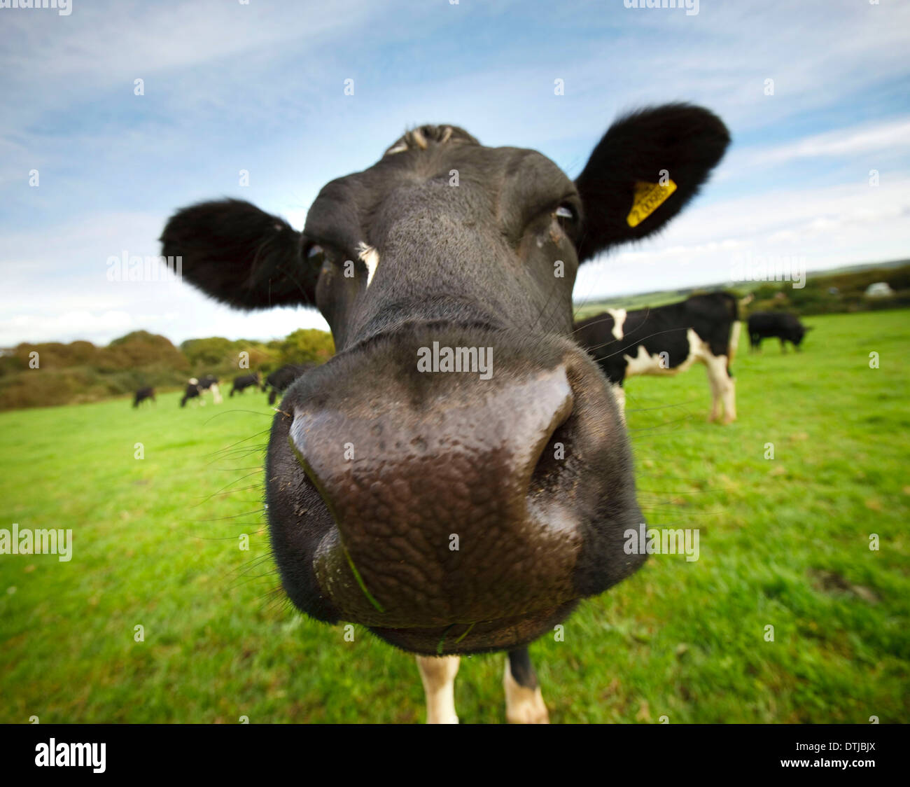 A COW IN THE SUMMER SUN Stock Photo - Alamy