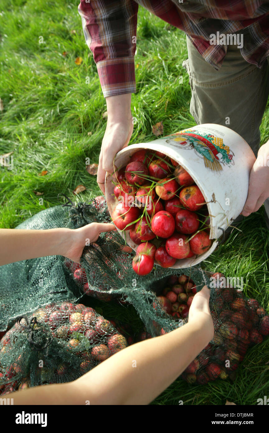 WORKERS PICKING APPLES IN AN ORCHARD Stock Photo - Alamy