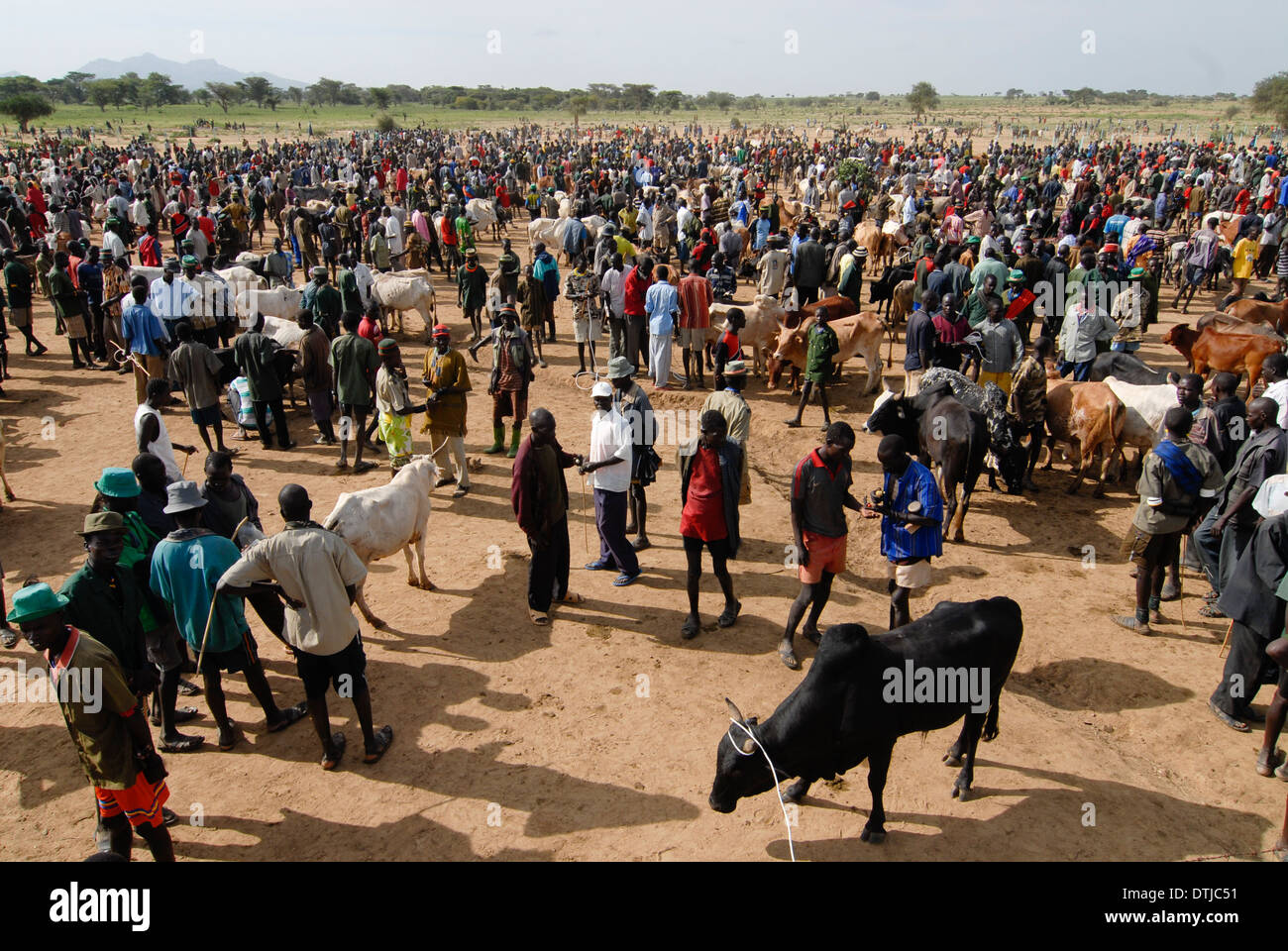 Uganda Karamoja Kotido, Karimojong people, pastoral tribe, cattle ...