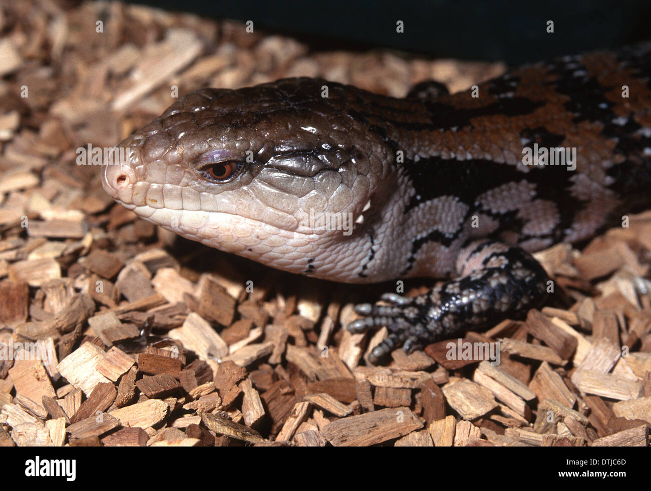 Indonesian blue-tongued skink Tiliqua gigas, Scincidae, Indonesia Stock Photo - Alamy