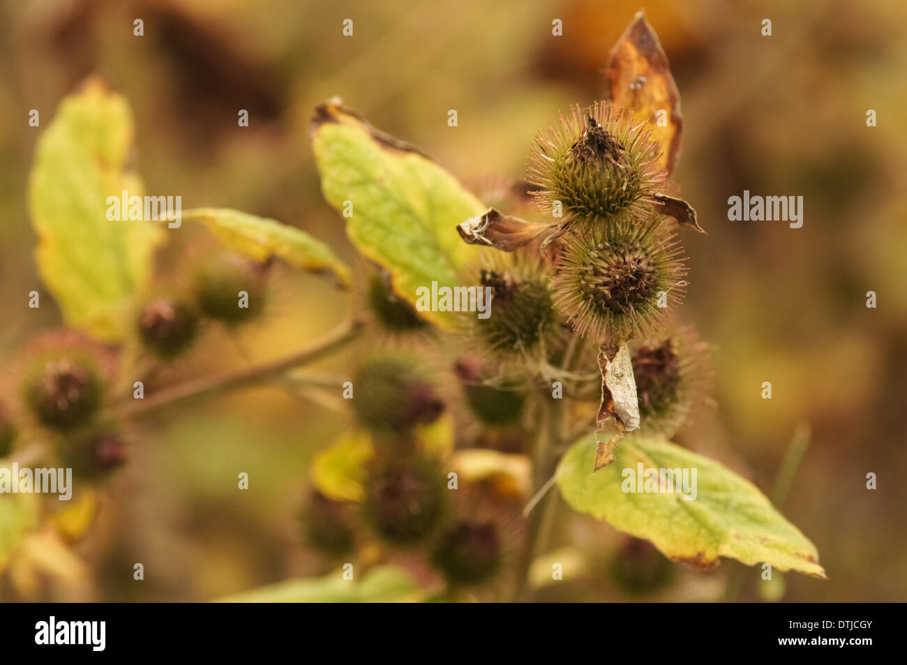 Burr plant and velcro hi-res stock photography and images - Alamy
