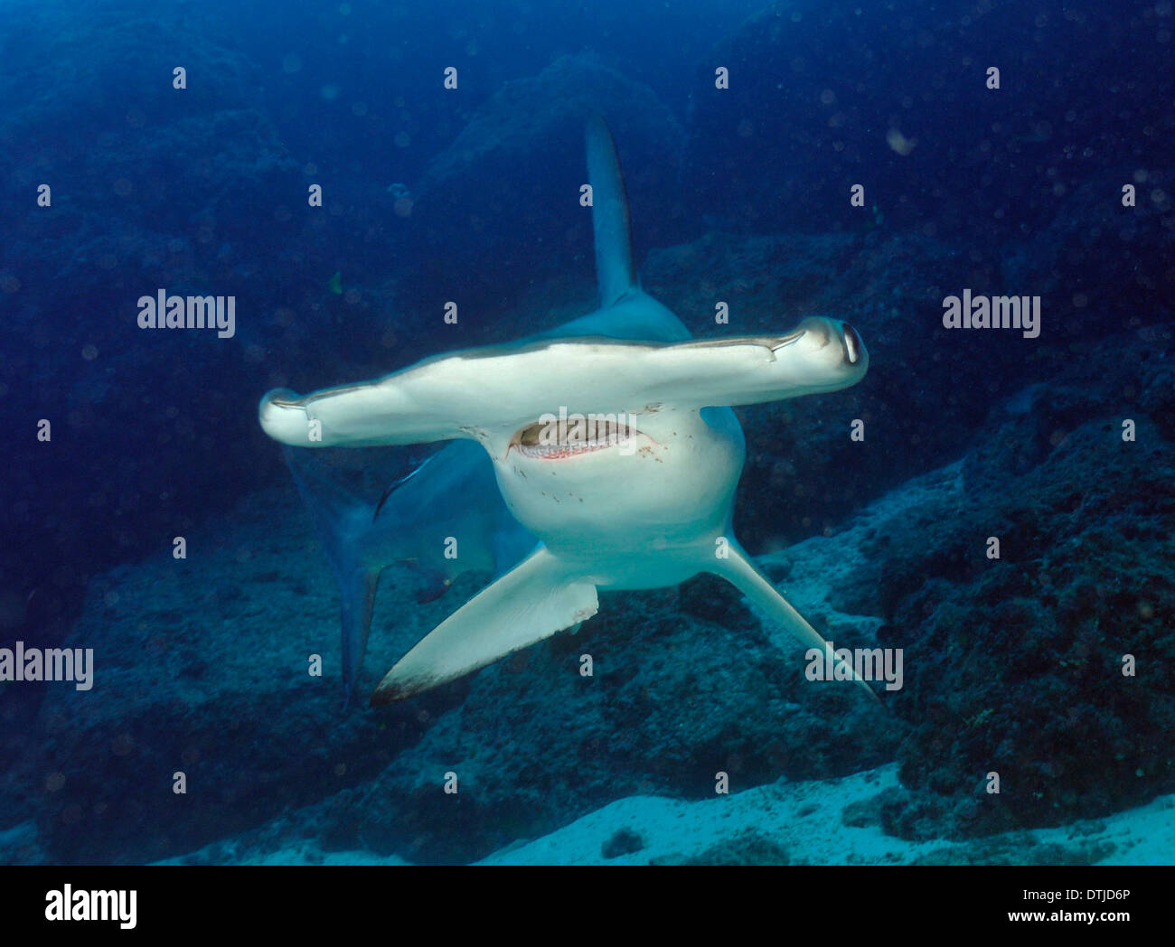 Scalloped hammerhead shark Stock Photo - Alamy