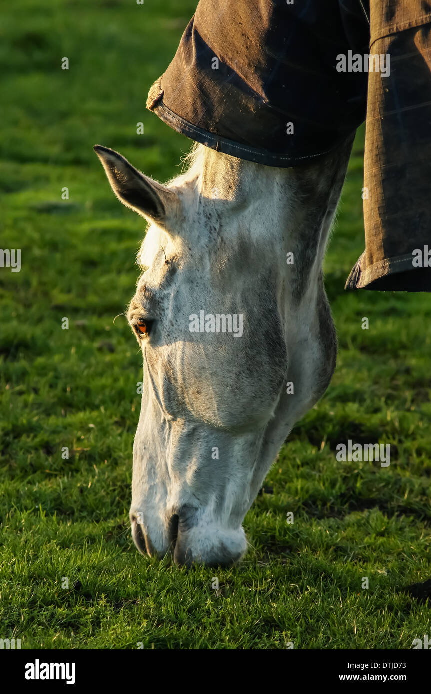 Horse head grazing hi-res stock photography and images - Alamy