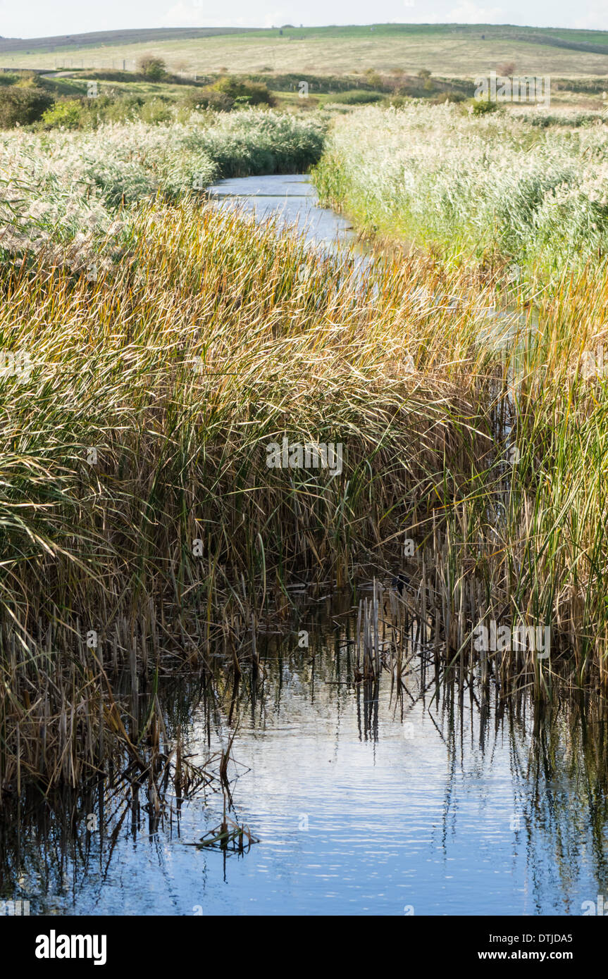 Water reeds growing plants hi-res stock photography and images - Alamy