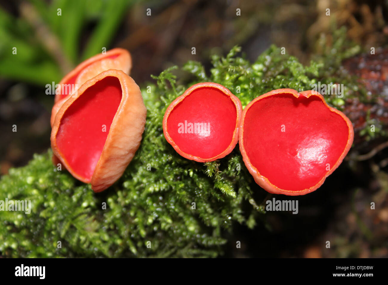 Scarlet Elf Cup Sarcoscypha coccinea Stock Photo - Alamy