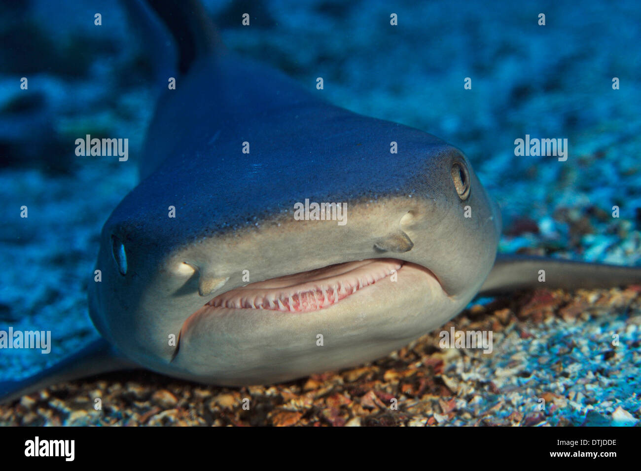 Sleeping shark hi-res stock photography and images - Alamy