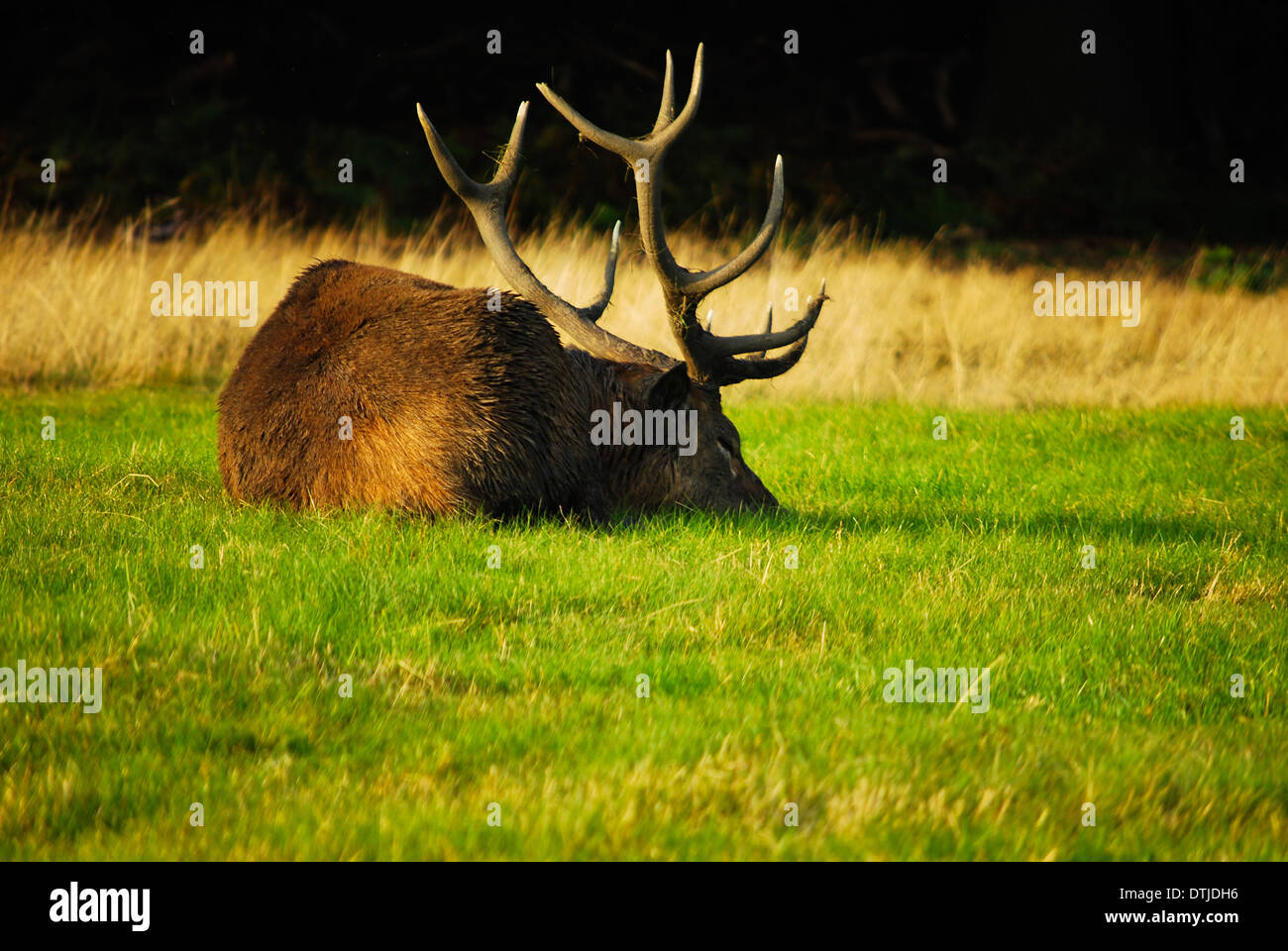 Red deer garden scotland hi-res stock photography and images - Alamy