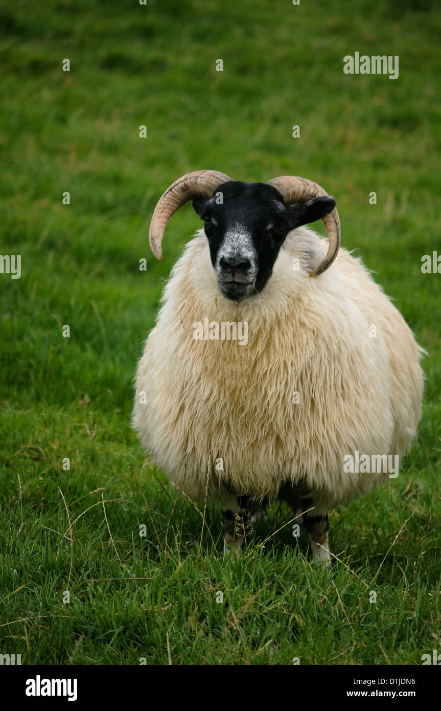 Big sheep new zealand hi-res stock photography and images - Alamy