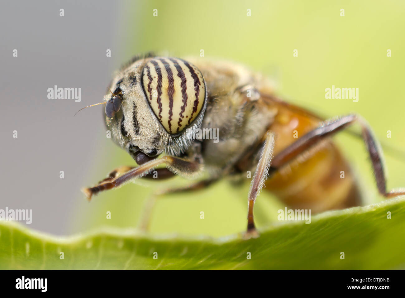 Extreme insect close up hi-res stock photography and images - Alamy