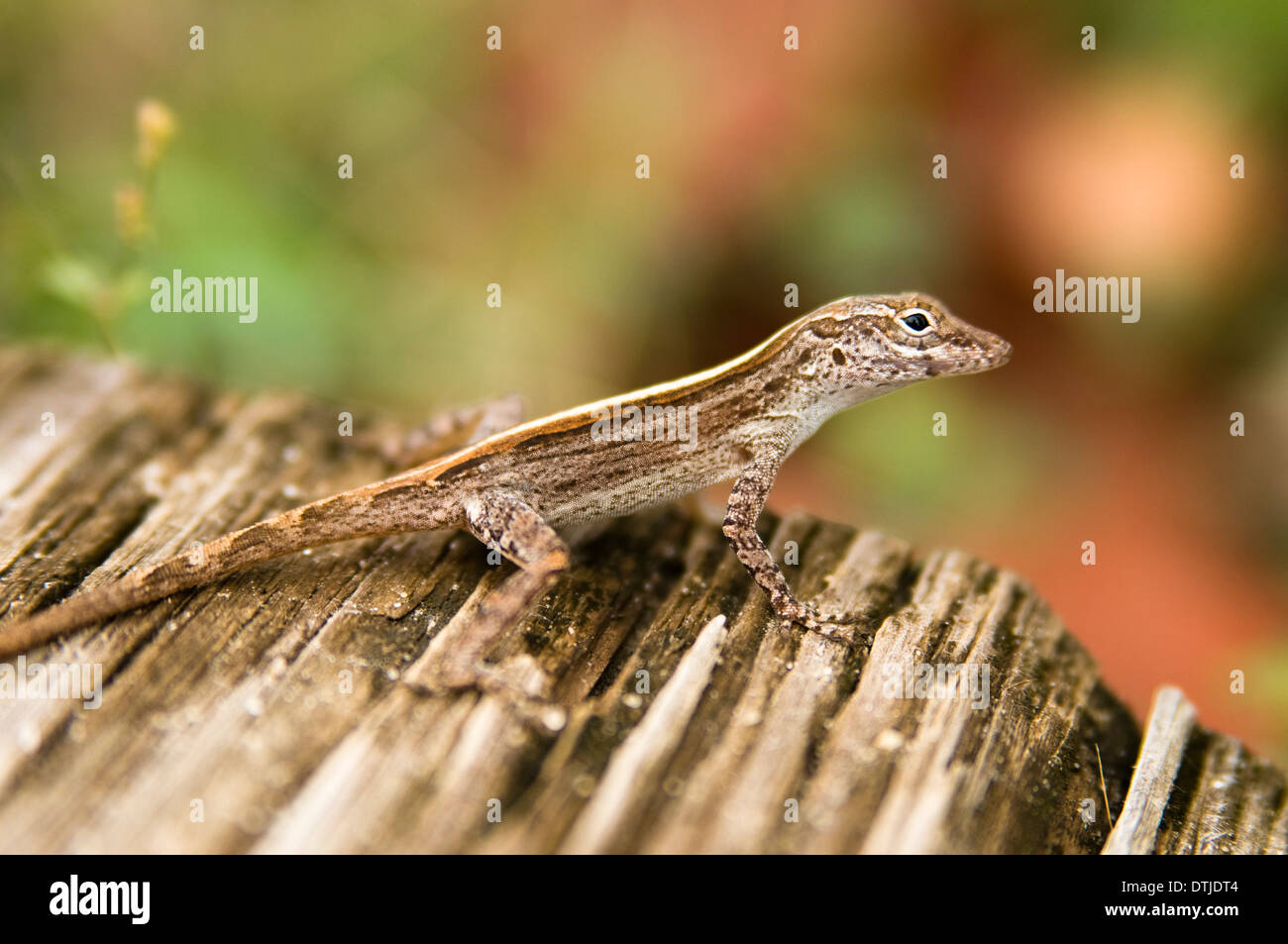 Brown anole side view hi-res stock photography and images - Alamy