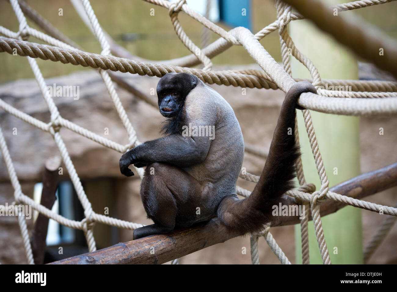 Wolly monkey hi-res stock photography and images - Alamy