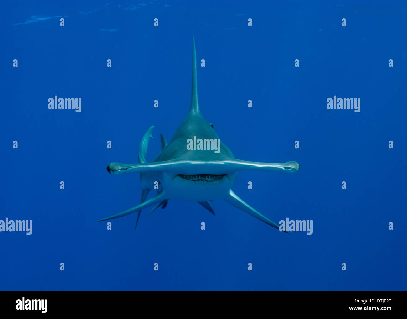 Great hammerhead shark Stock Photo - Alamy