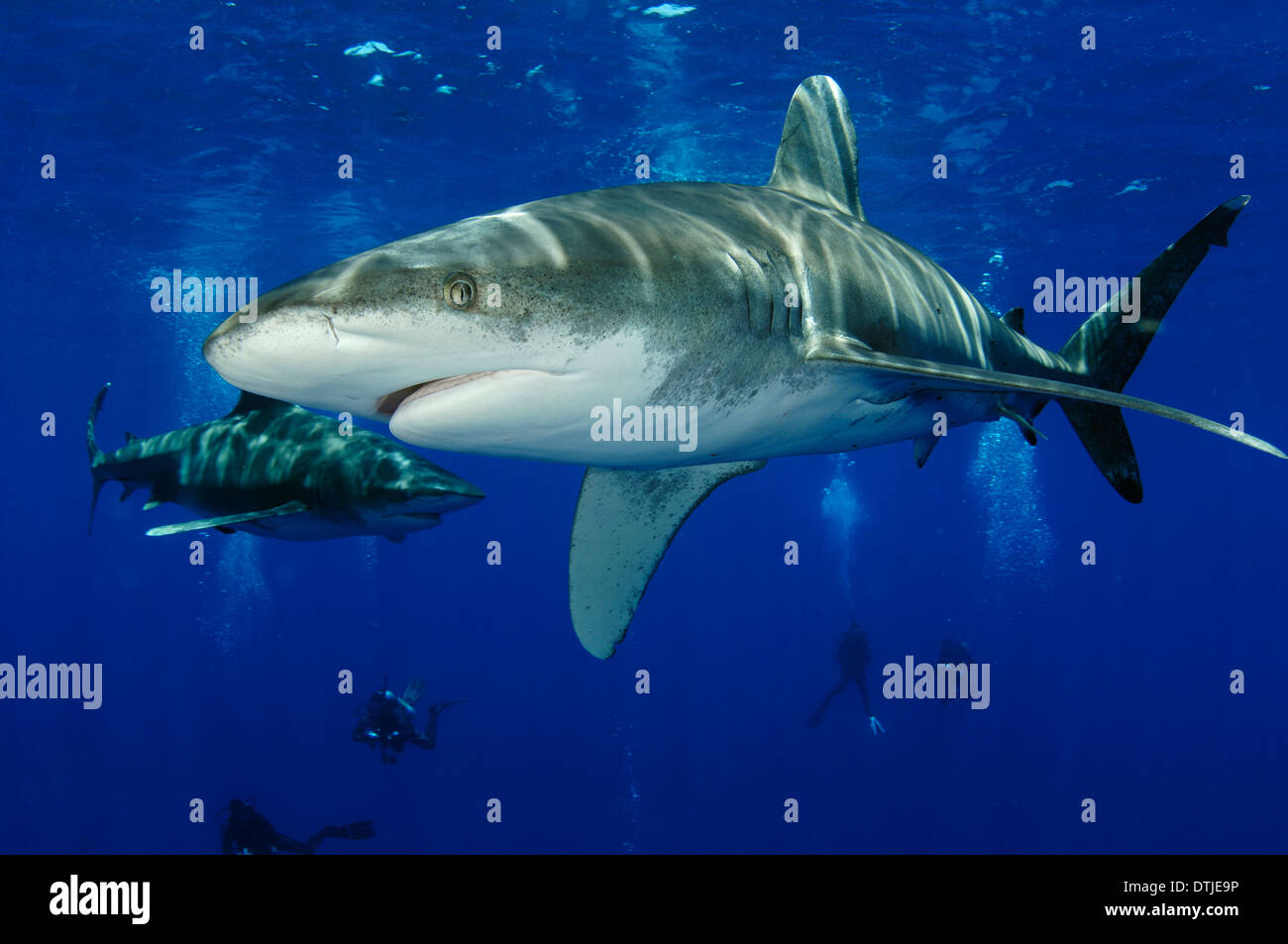 Oceanic whitetip shark Stock Photo - Alamy