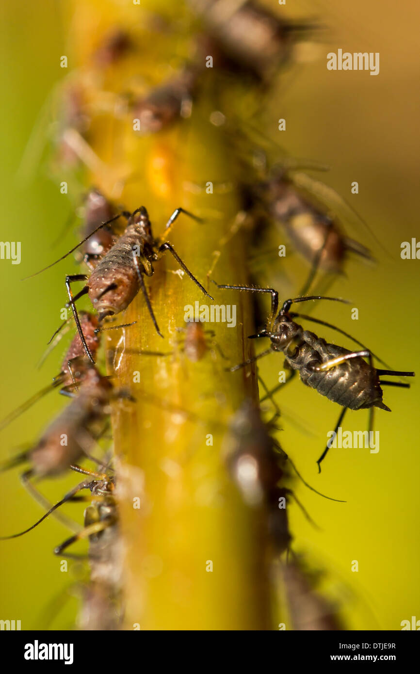 Extreme photograph hi-res stock photography and images - Alamy