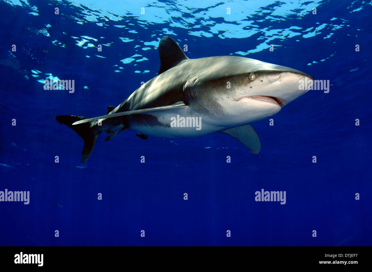 Oceanic whitetip shark teeth hi-res stock photography and images - Alamy