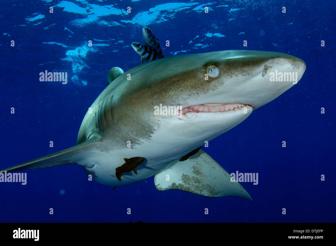 Oceanic whitetip shark Stock Photo - Alamy
