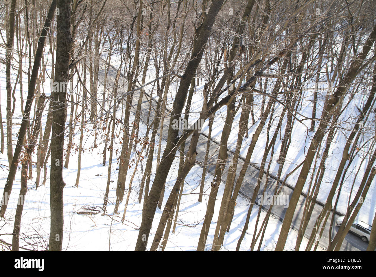 Road through the forest in Ontario, Canada Stock Photo - Alamy