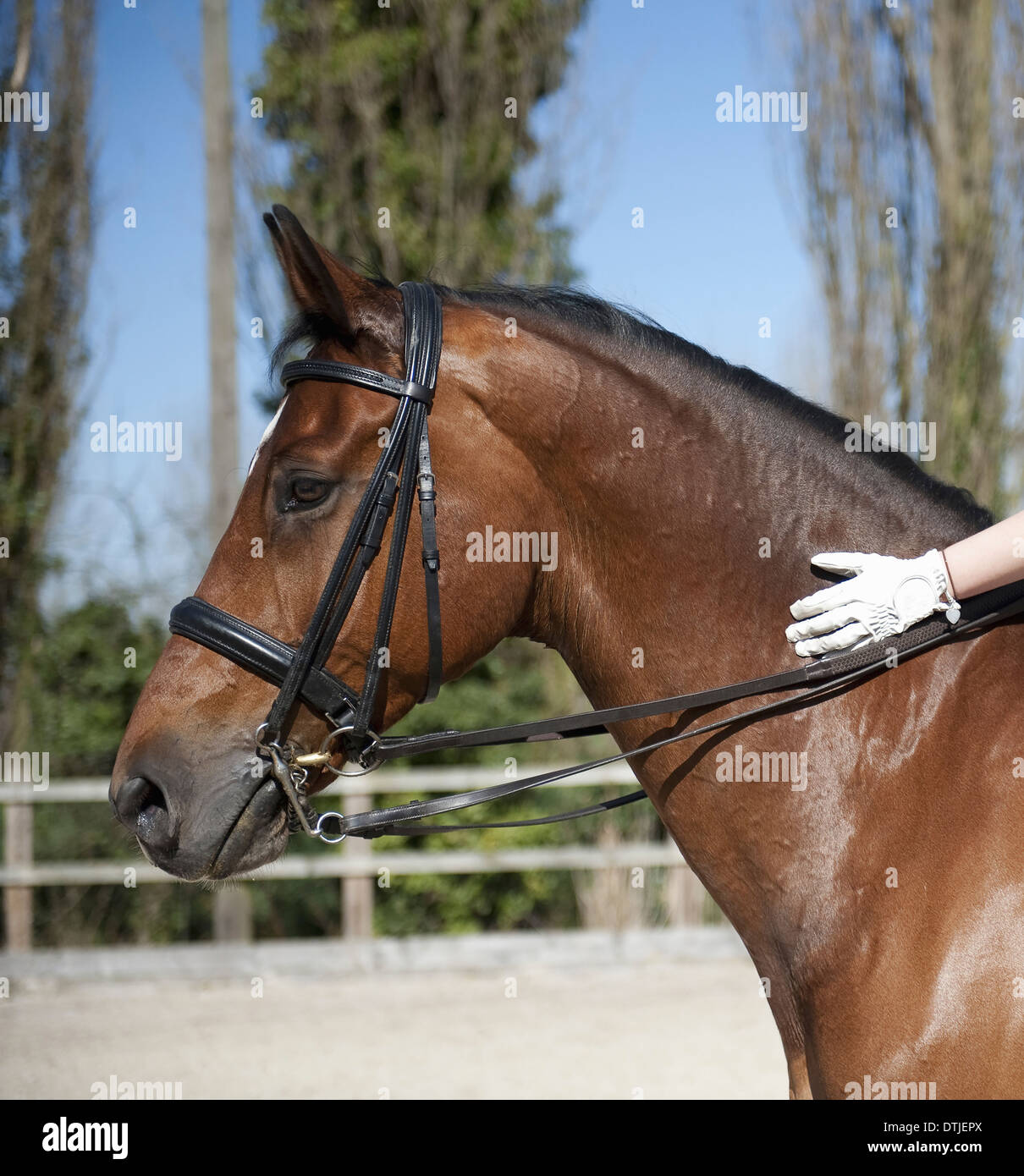 Side view A bay horse with a bridle A rider's gloved hand on the glossy ...