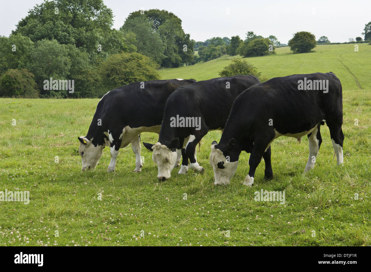 Three cows hi-res stock photography and images - Alamy