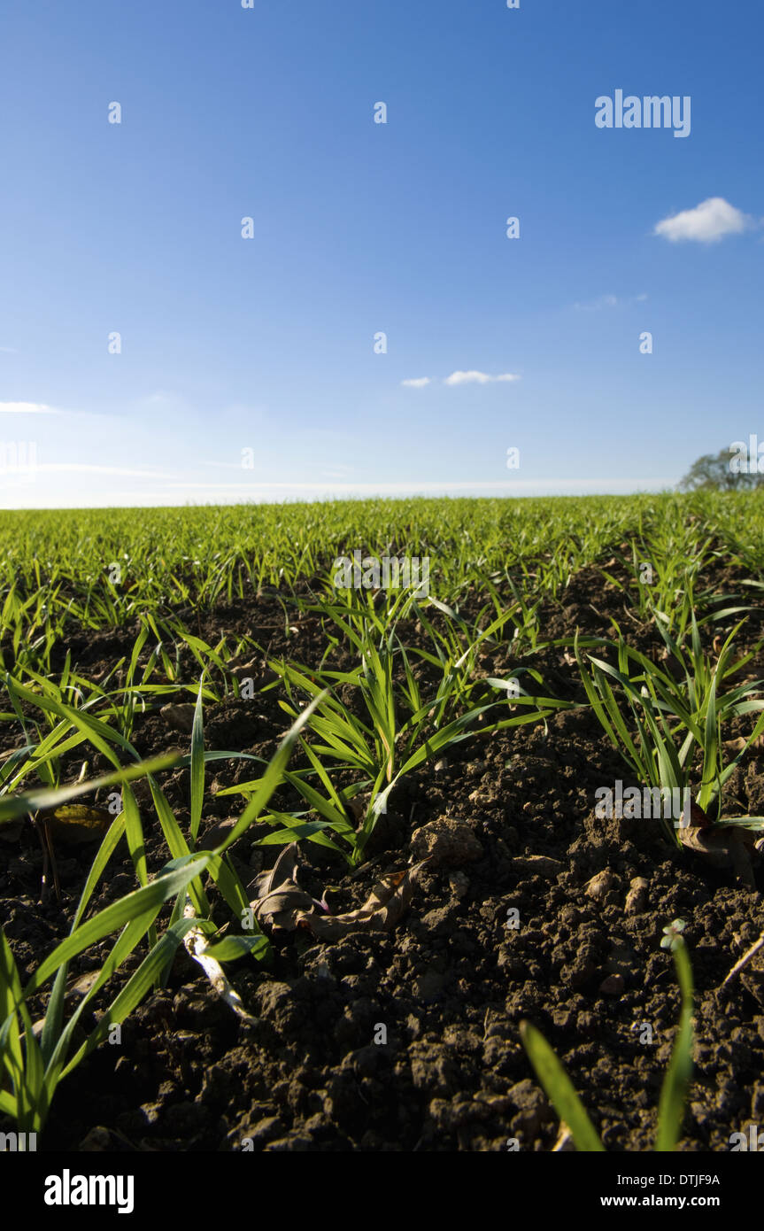 Farm field scene hi-res stock photography and images - Alamy