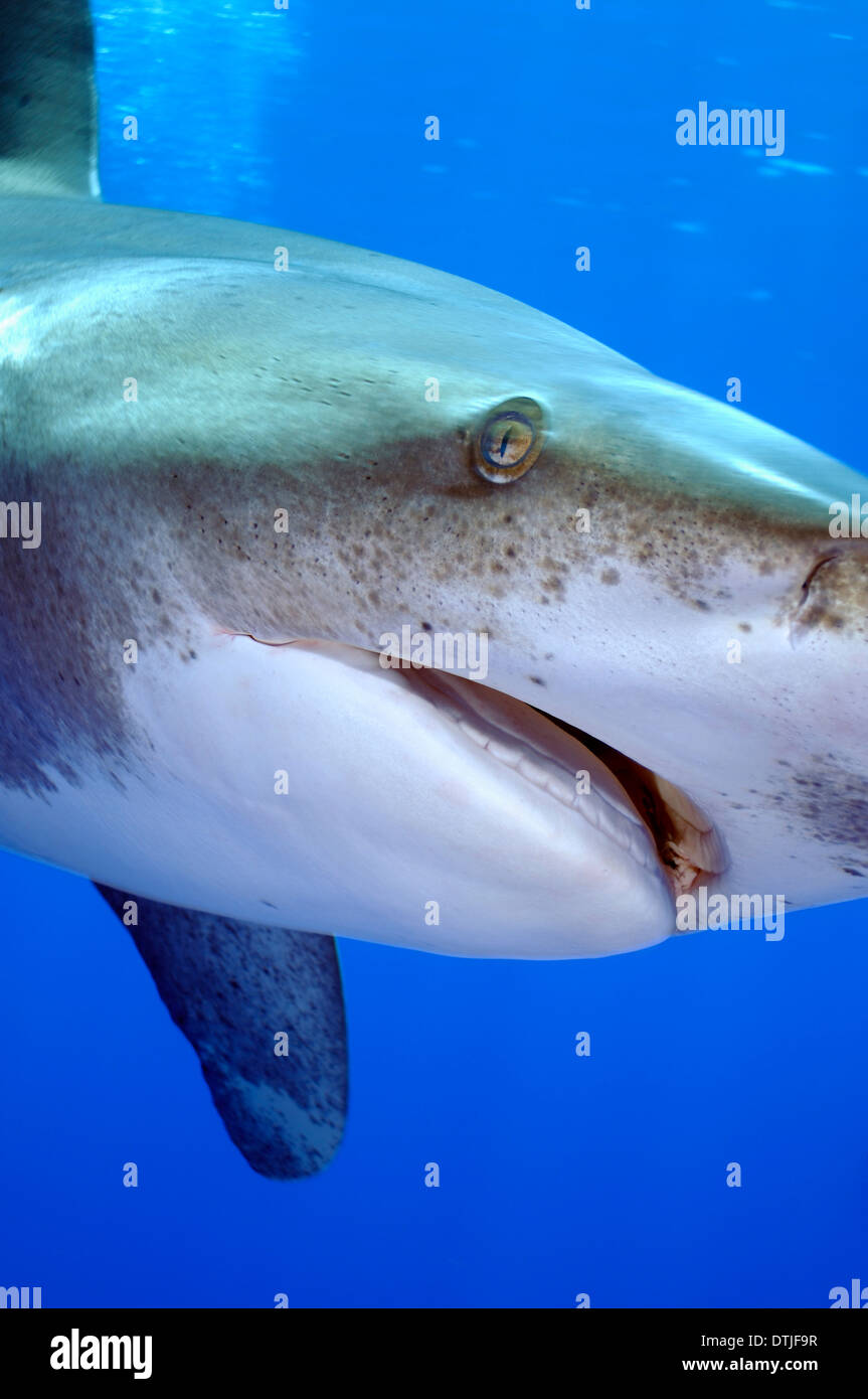 Oceanic whitetip shark Stock Photo - Alamy