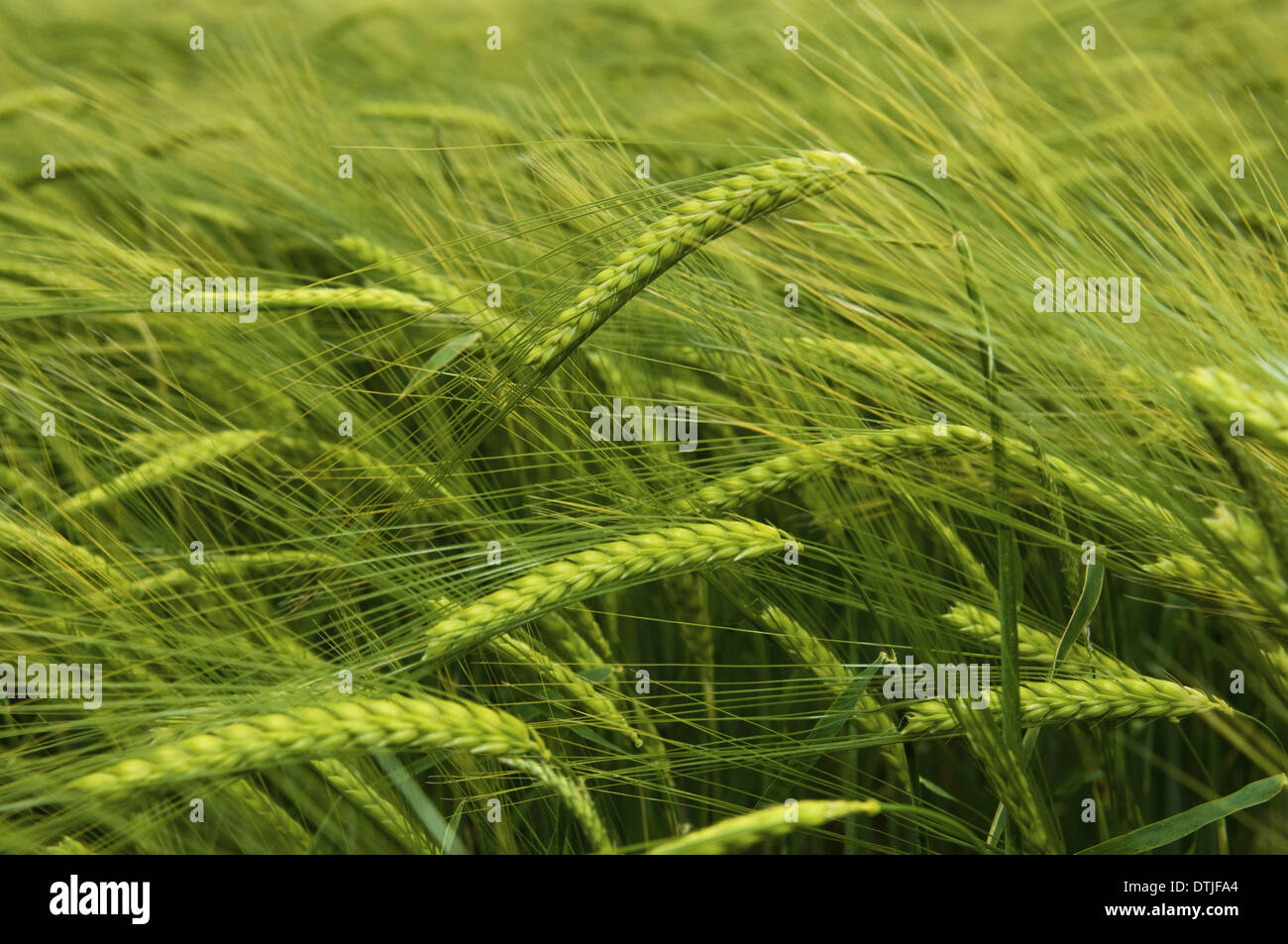 Growing wheat uk hi-res stock photography and images - Alamy