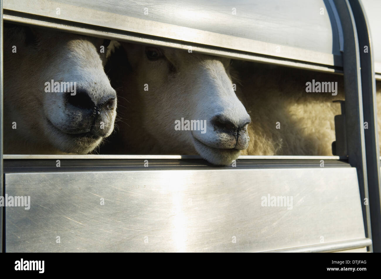 Trailer of sheep hi-res stock photography and images - Alamy