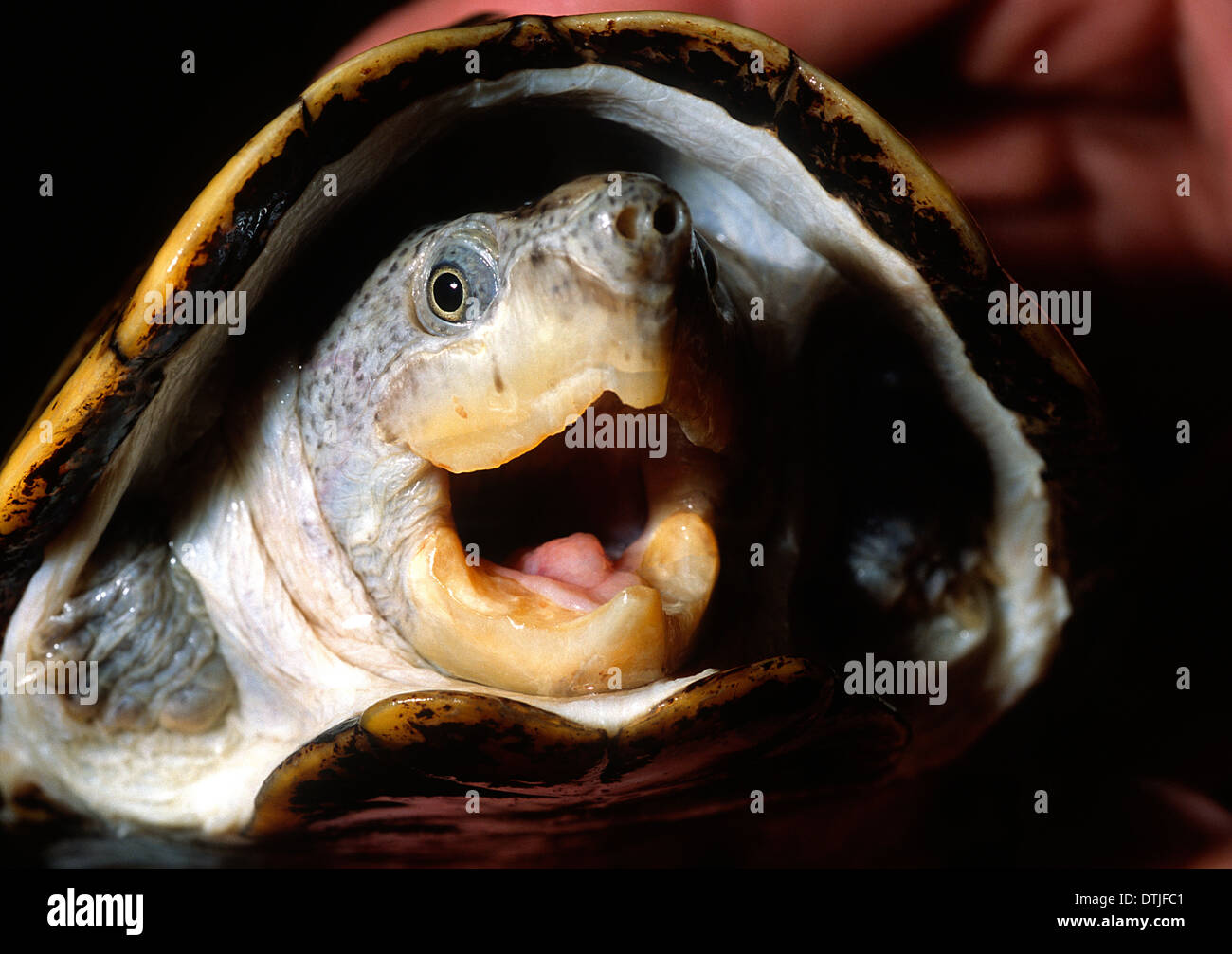 Narrow bridged musk turtle claudius aungustatus hi-res stock ...
