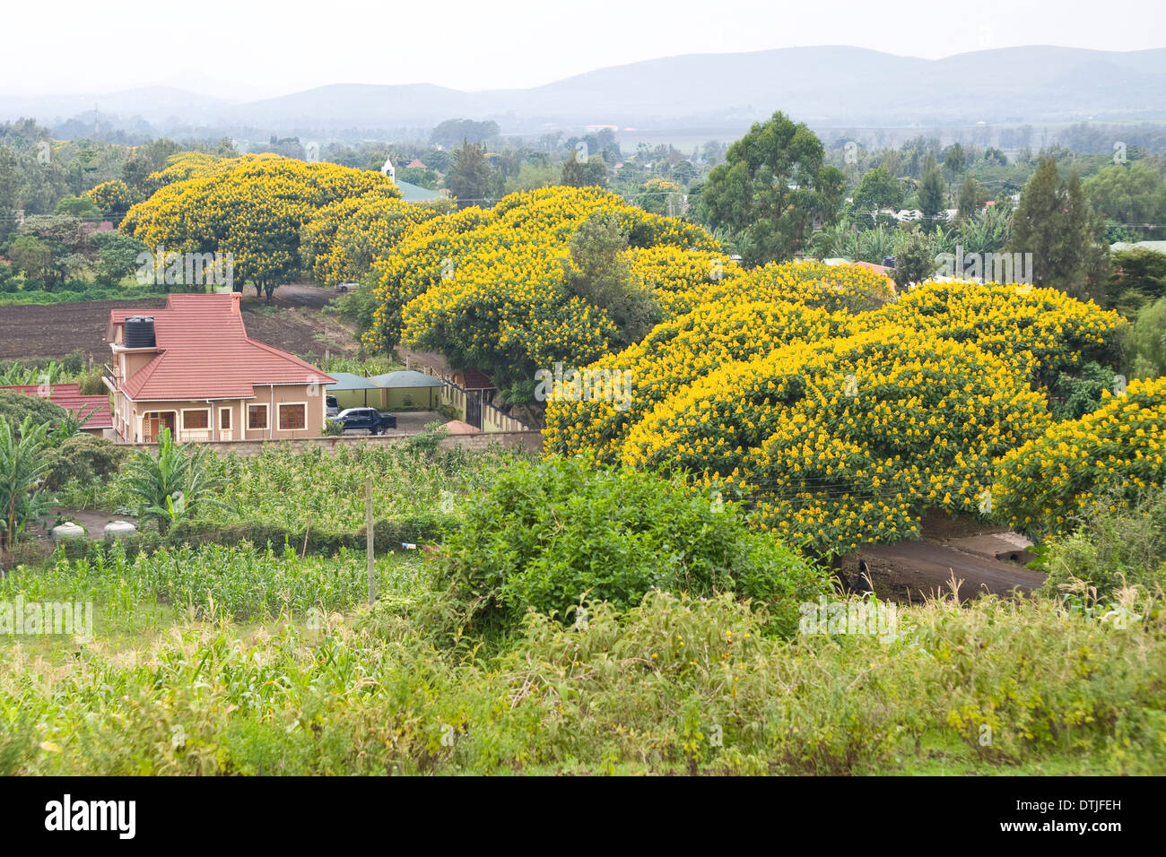 Senna spectabilis hi-res stock photography and images - Alamy