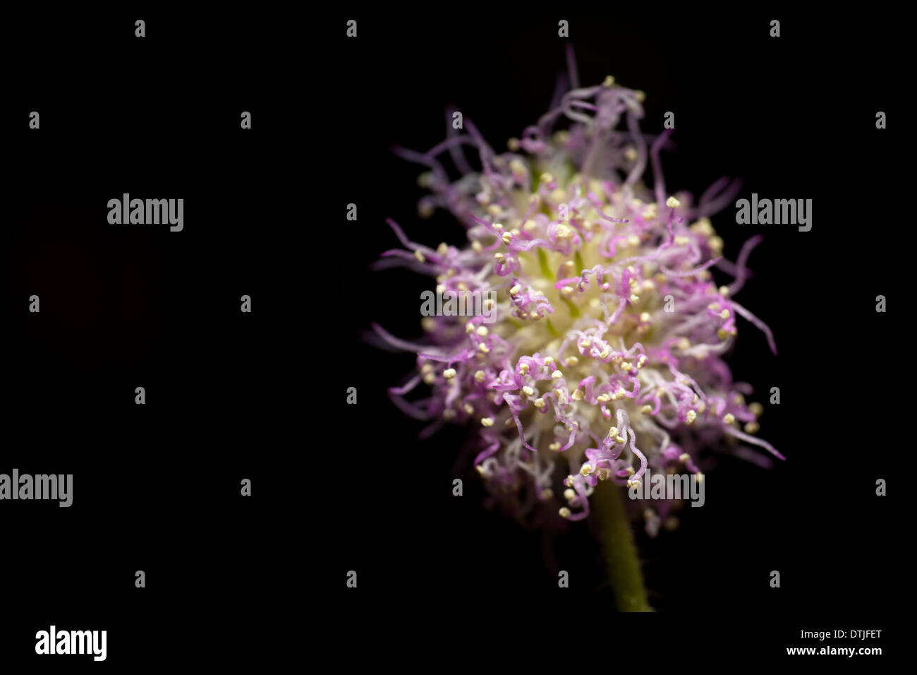 flowers from Turkey Stock Photo - Alamy