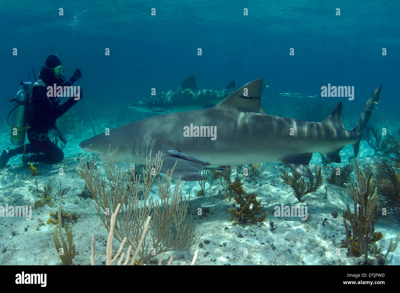Lemon shark hi-res stock photography and images - Alamy
