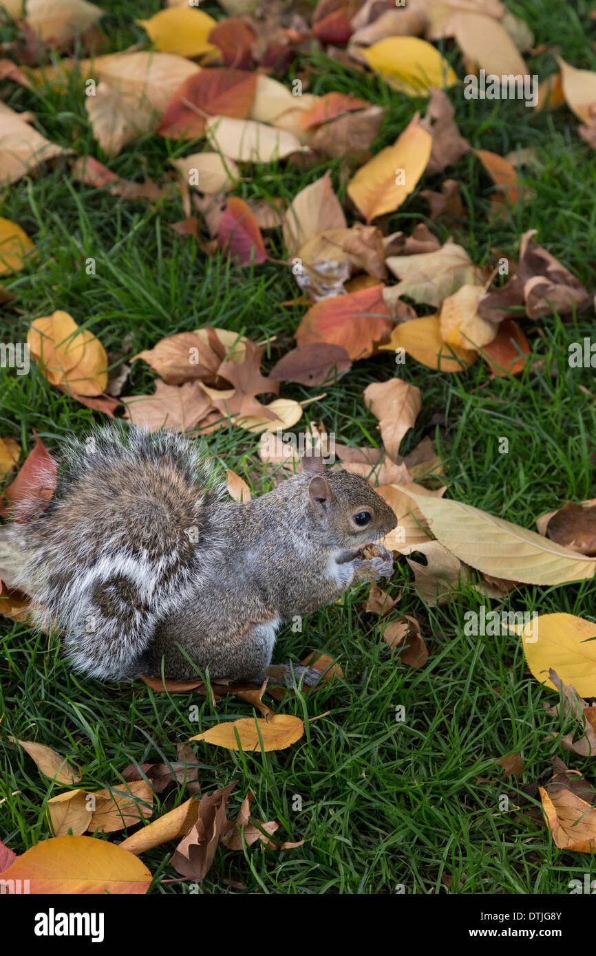 Fall leaves with squirrel hi-res stock photography and images - Alamy