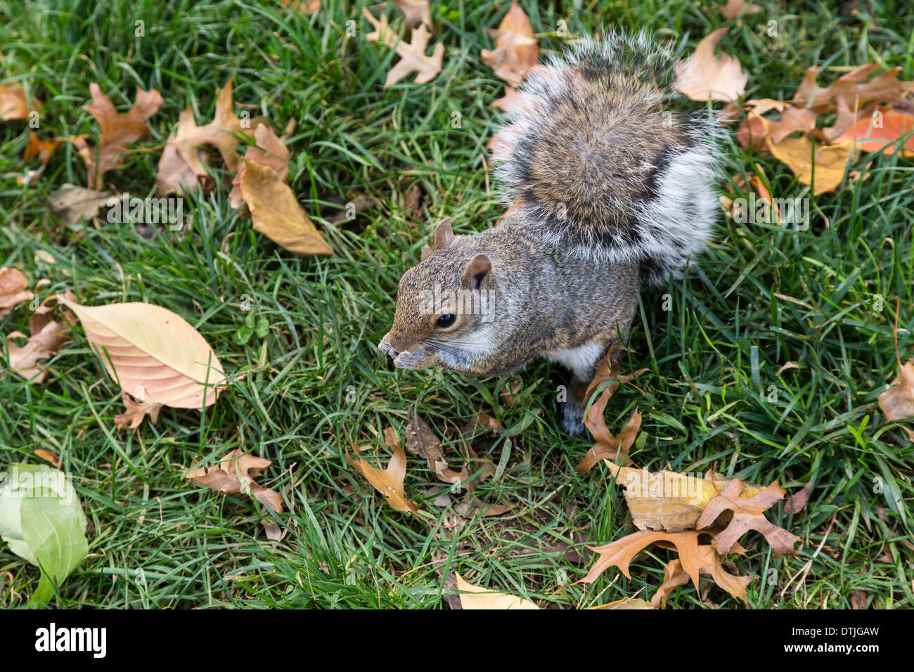 Fall leaves with squirrel hi-res stock photography and images - Alamy