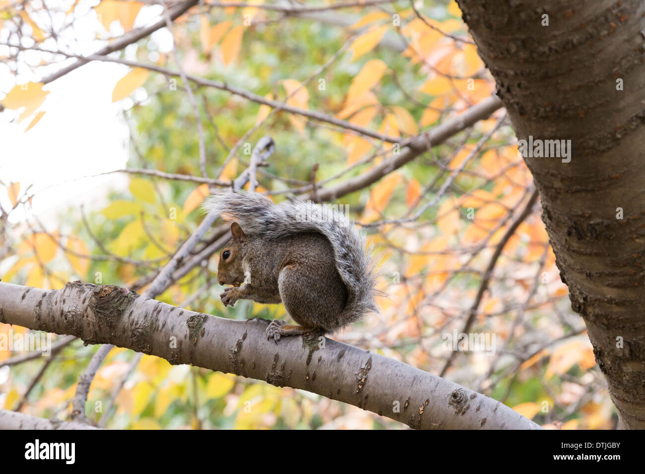 Gray Squirrel i in Tree with Autumn Leaves, USA Stock Photo - Alamy