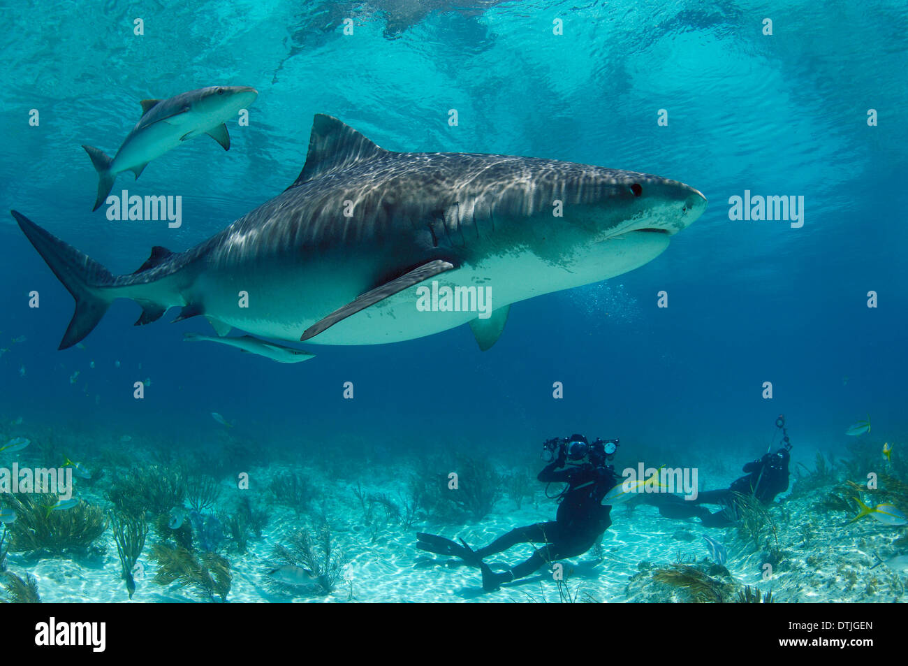 Tiger shark attack hi-res stock photography and images - Alamy
