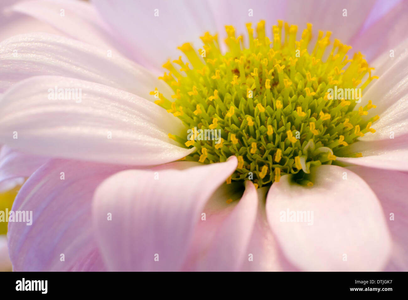 flowers from Turkey Stock Photo - Alamy