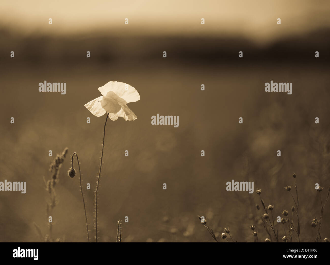 Poppy in a field hi-res stock photography and images - Alamy
