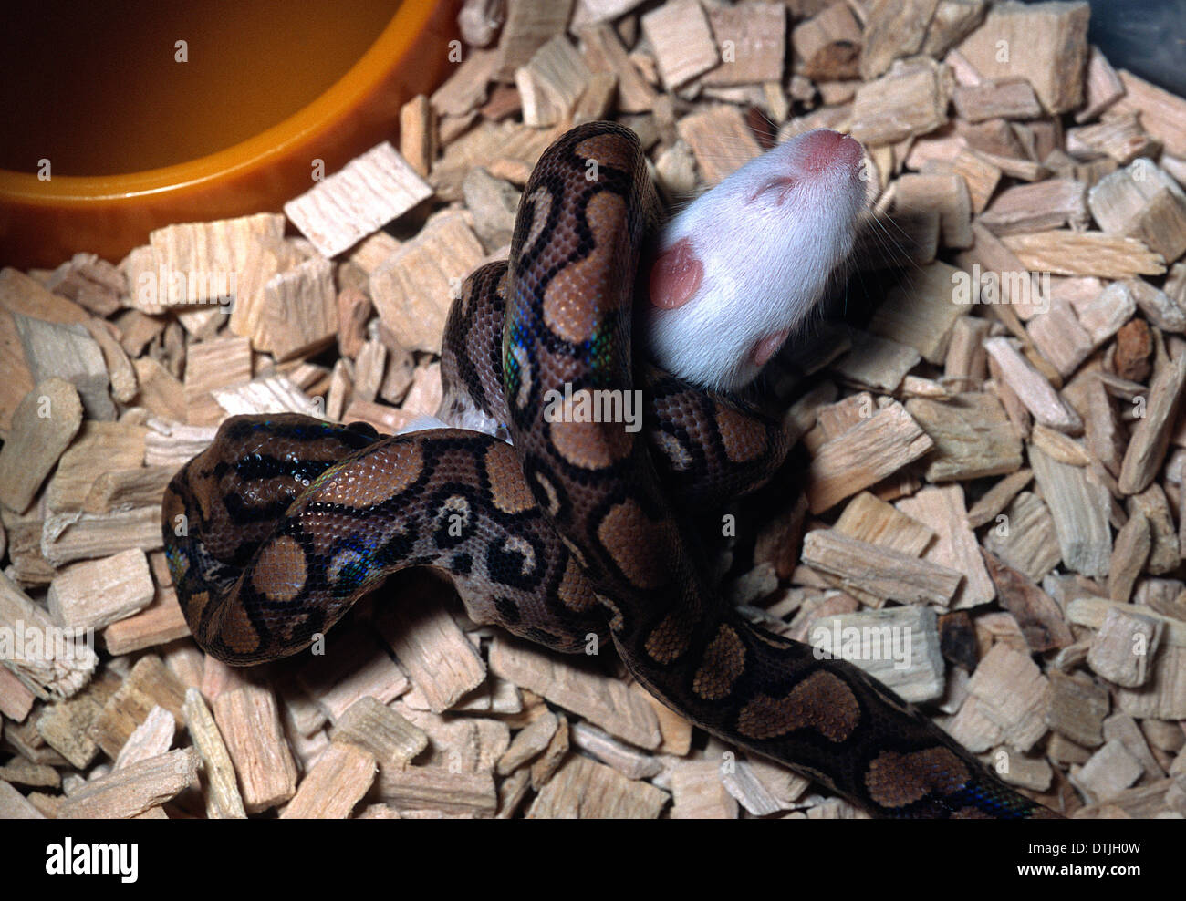 Brazilian Rainbow Boa, Epicrates cenchria, Boidae, Sout America Stock ...