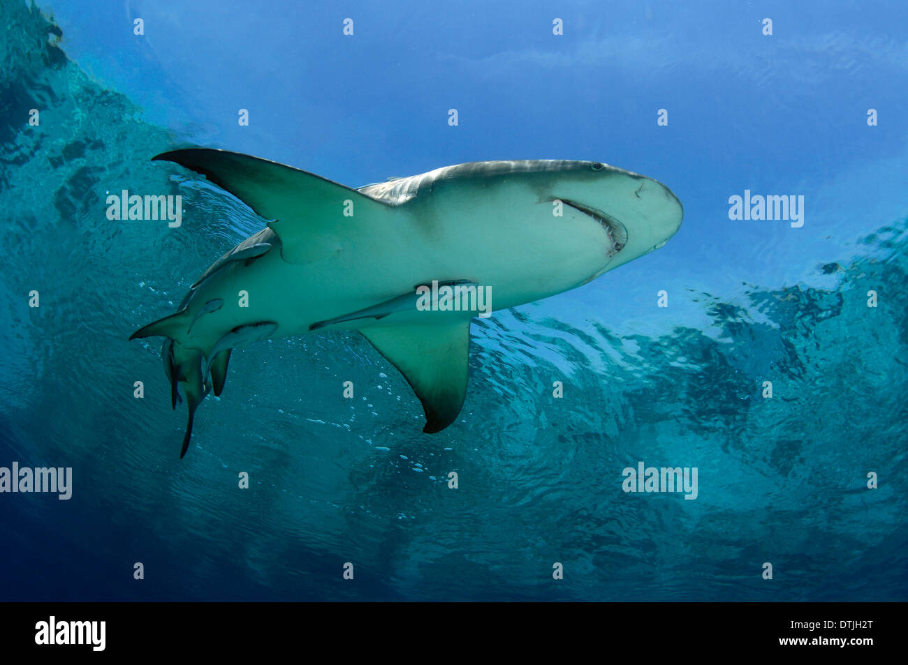 Lemon shark underwater hi-res stock photography and images - Alamy