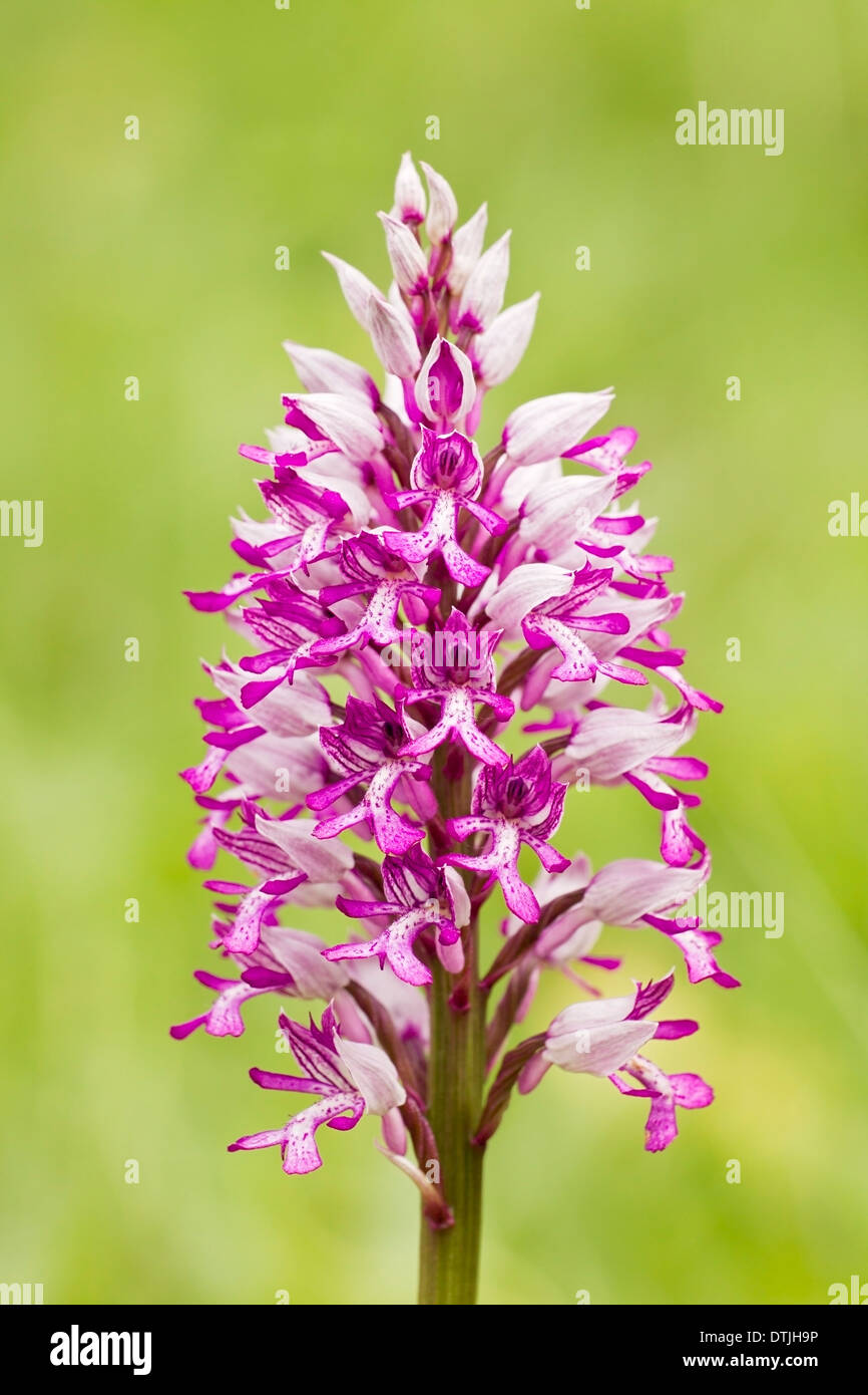 Fly orchids flower mimics hi-res stock photography and images - Alamy
