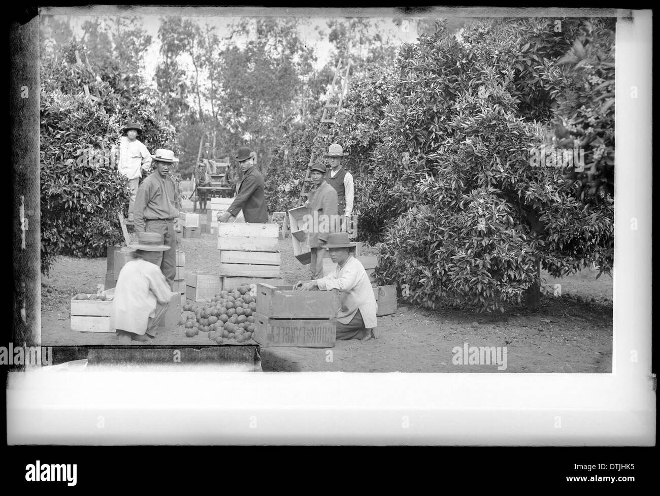 This photograph shows a group of orange fruit pickers working in an ...