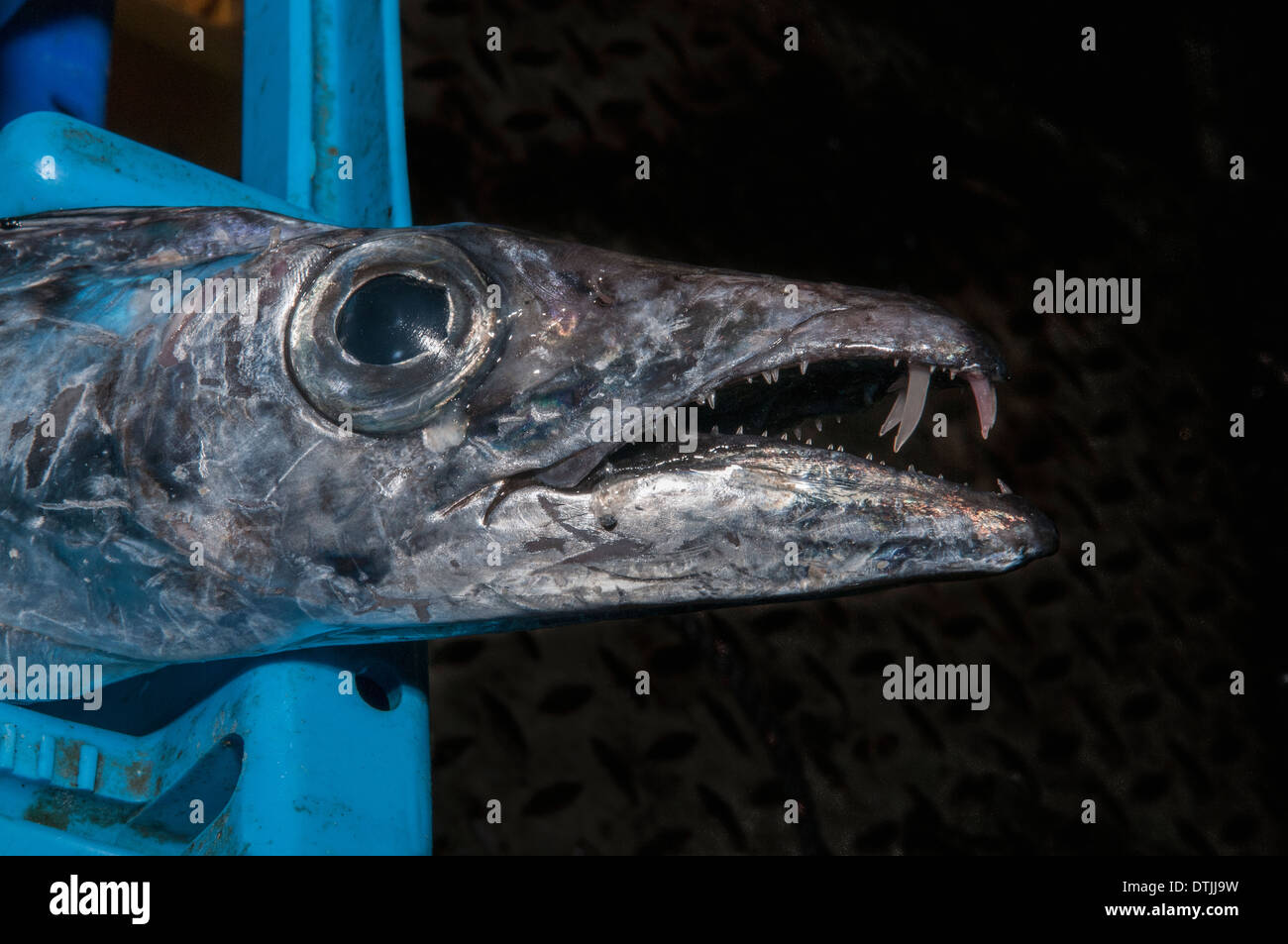 Silver scabbardfish (Lepidopus caudatus) being off-loaded from fishing ...