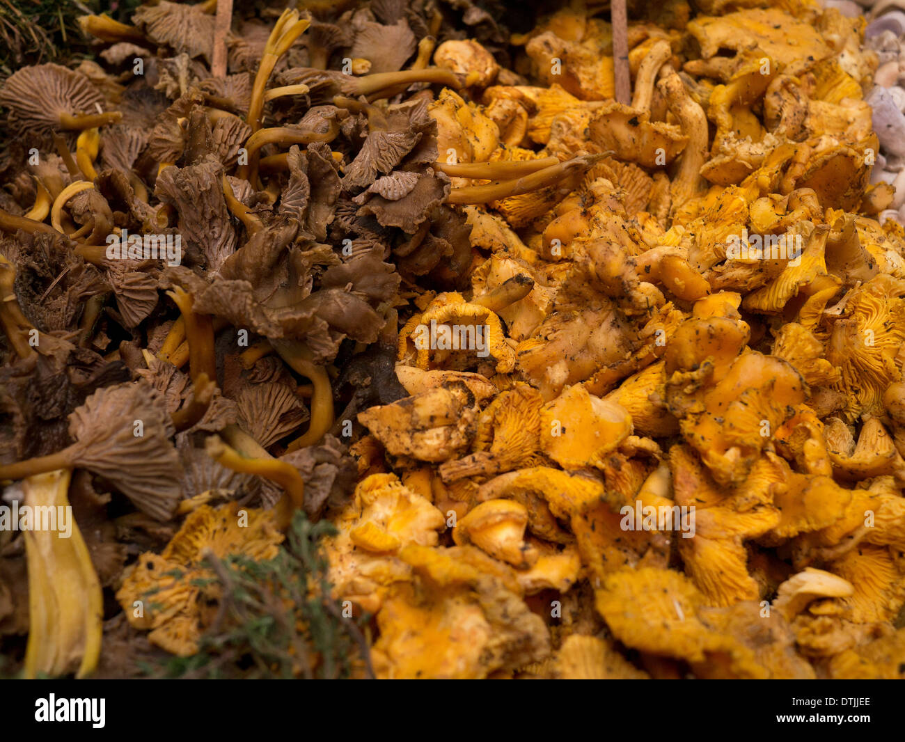 Wild ceps hi-res stock photography and images - Alamy