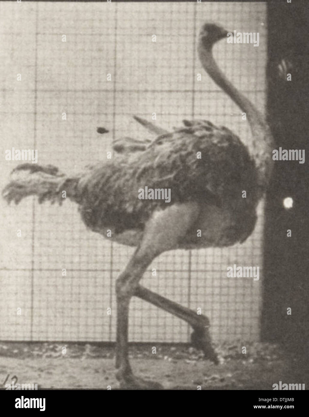 Ostrich anatomy hi-res stock photography and images - Alamy