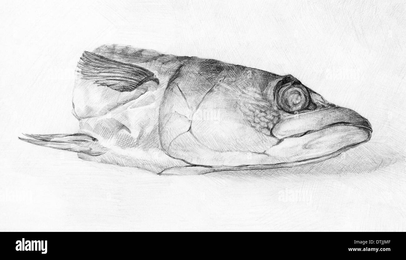 Illustrations object drawing head fish head pike hi-res stock ...