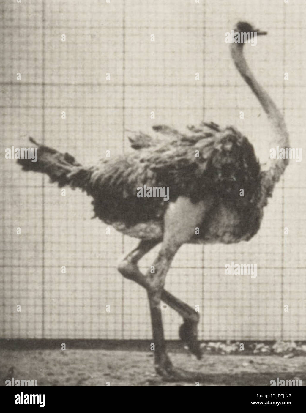 This image shows an ostrich walking, likely captured in a natural or ...
