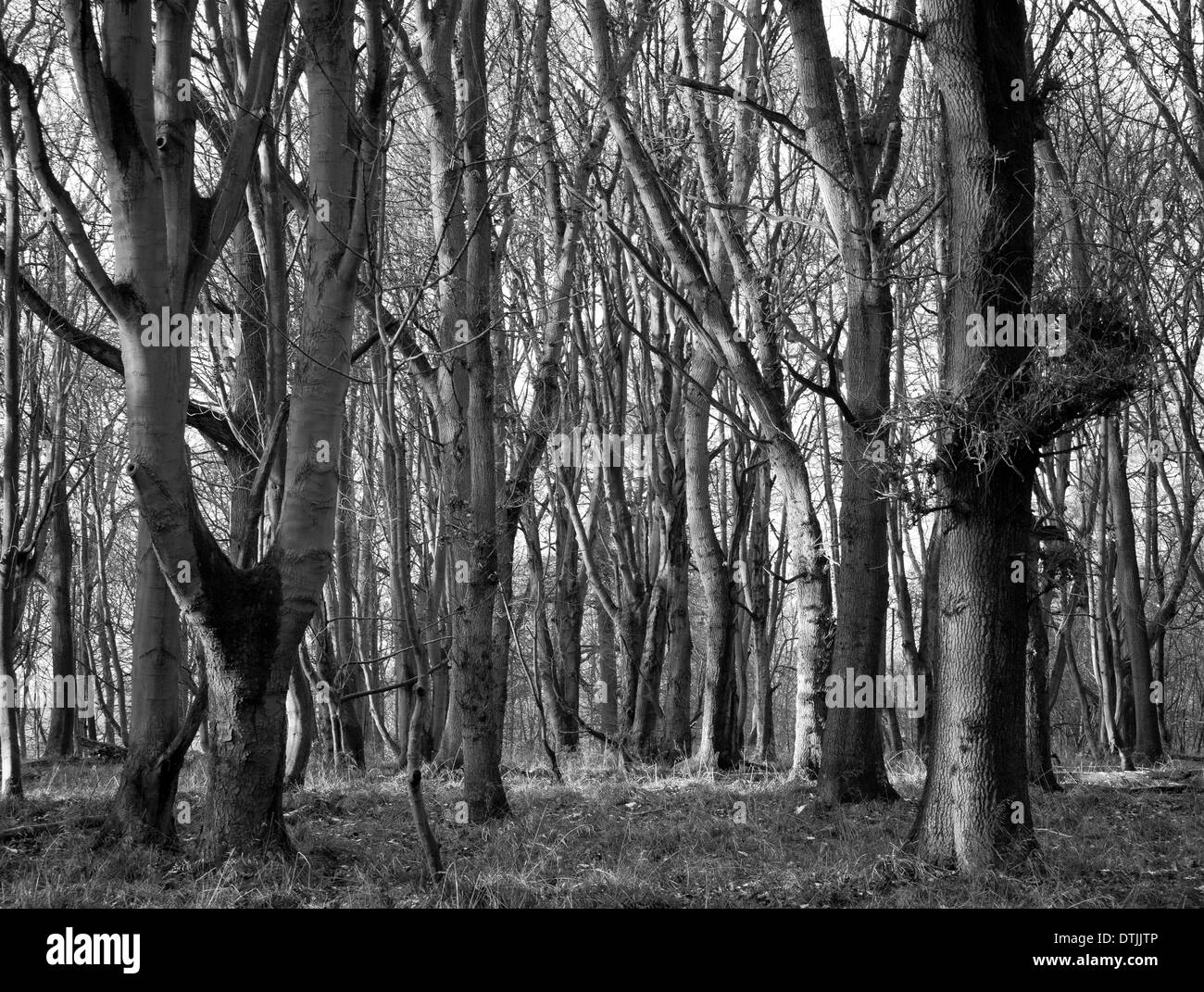 Tress Black and White Stock Photos & Images - Alamy