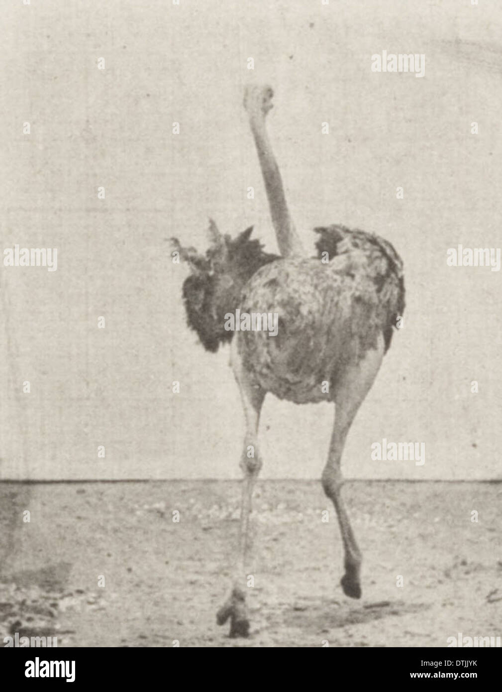 A photograph of an ostrich walking, likely captured in its natural ...
